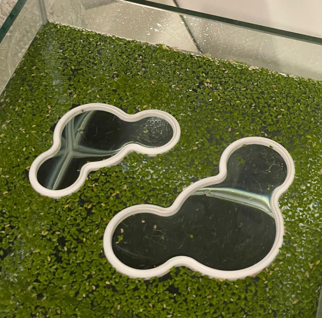 Floating Ring, Aquarium Fish Feeding Ring, 2 & 3 Inches - Etsy