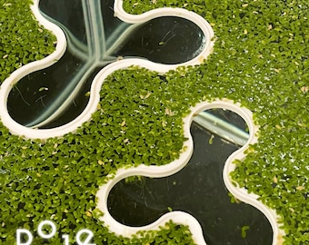 Floating Fish Feeding Ring - Etsy