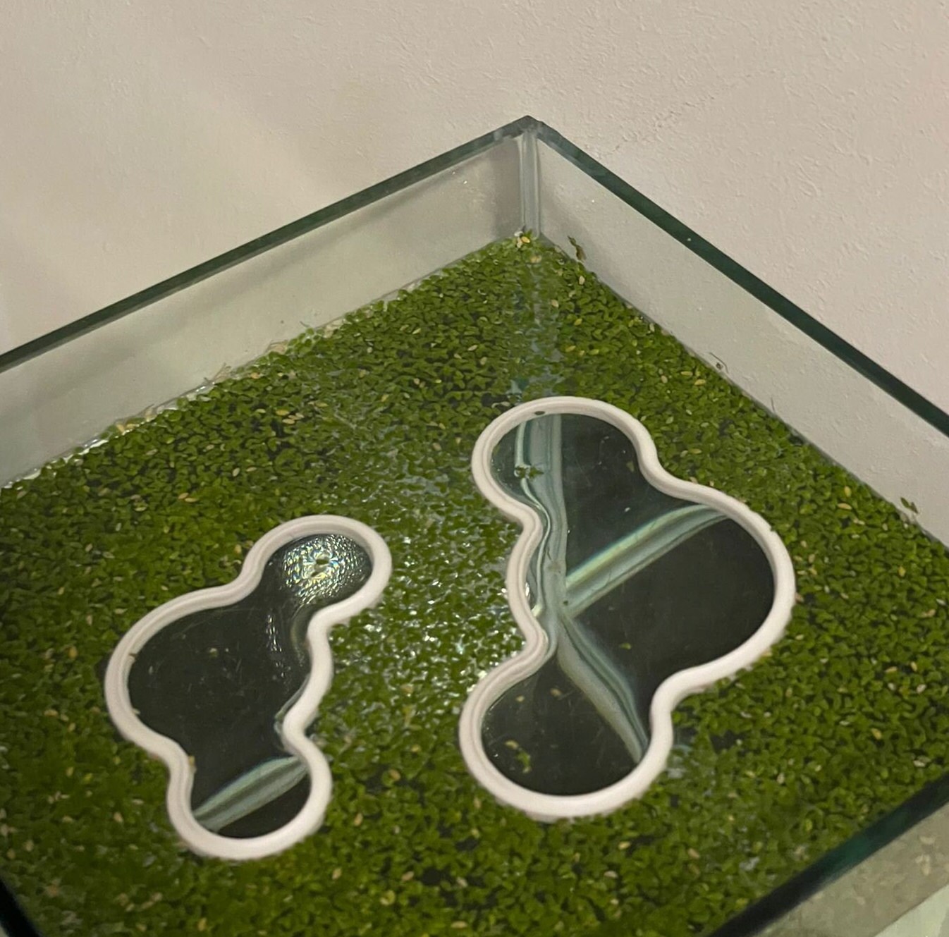 Floating Ring, Aquarium Fish Feeding Ring, 2 & 3 Inches - Etsy