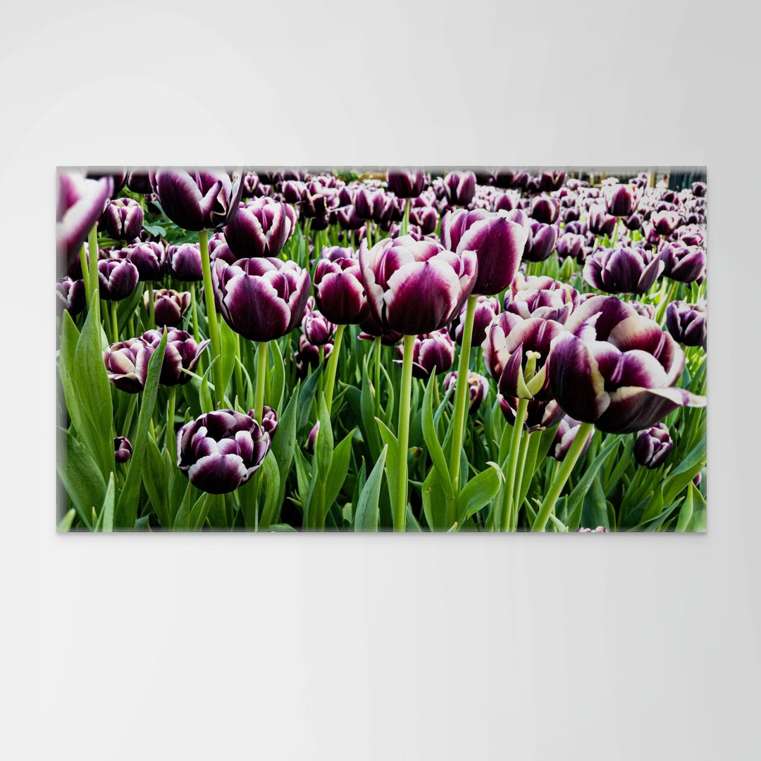 Stunning Tulip Flower Digital Print- Wall Art, Landscape Photography ...