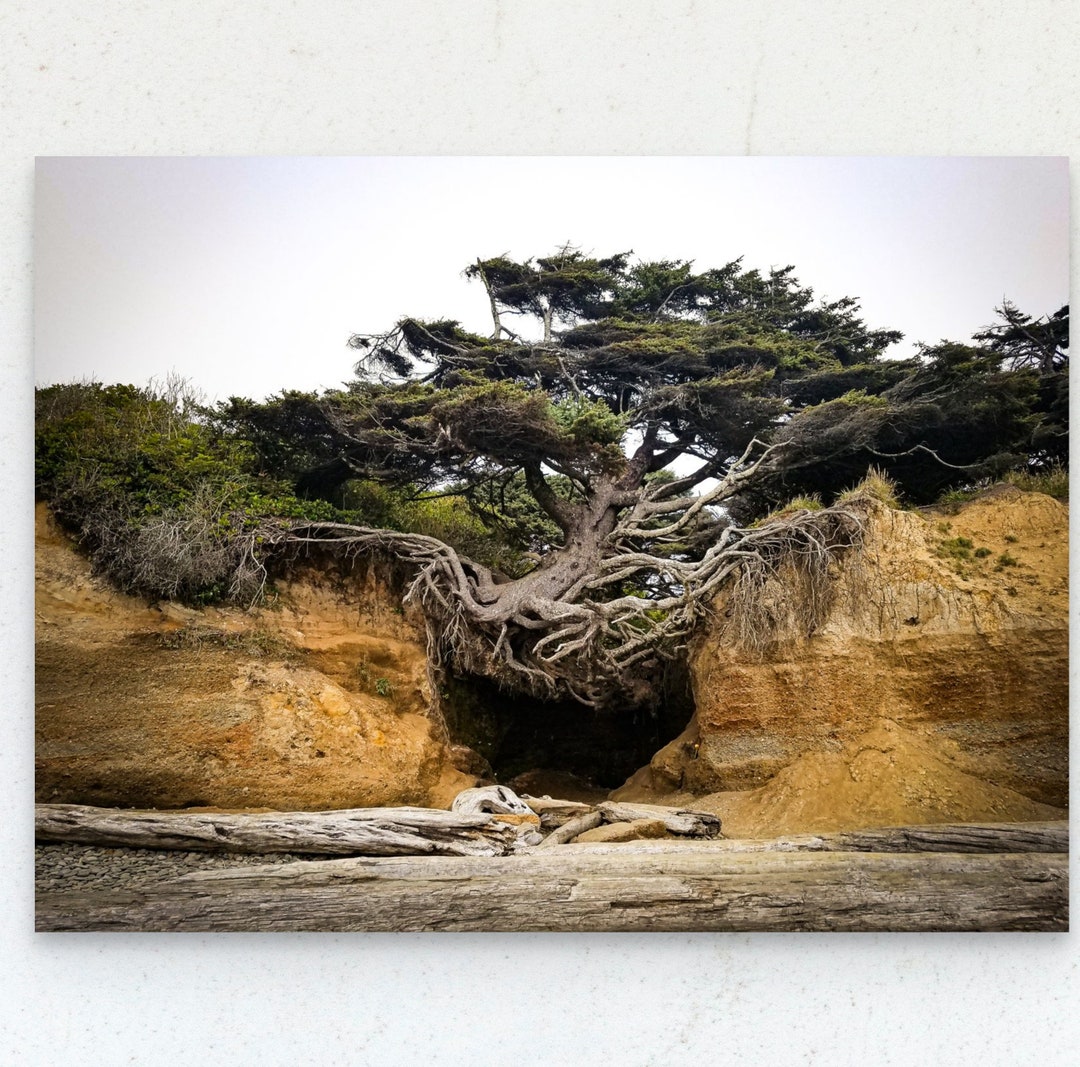 Kalaloch Tree of Life Washington Digital Download PNW Landscape Nature ...