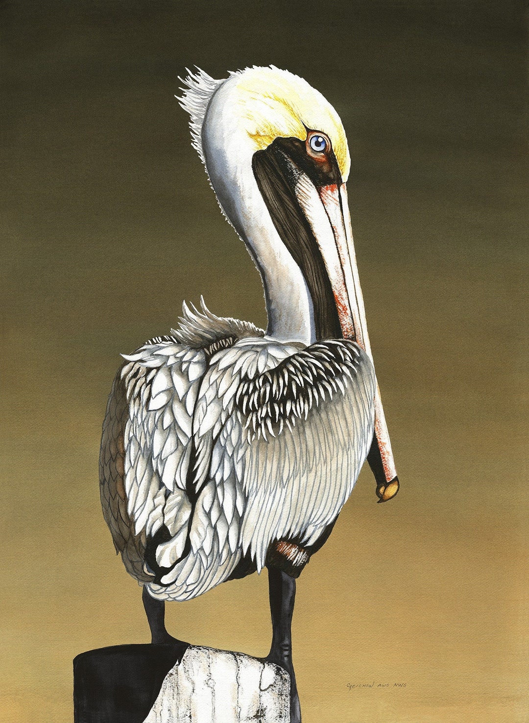 Tropical Brown Pelican Wall Art, Coastal Bird Painting, Wildlife ...
