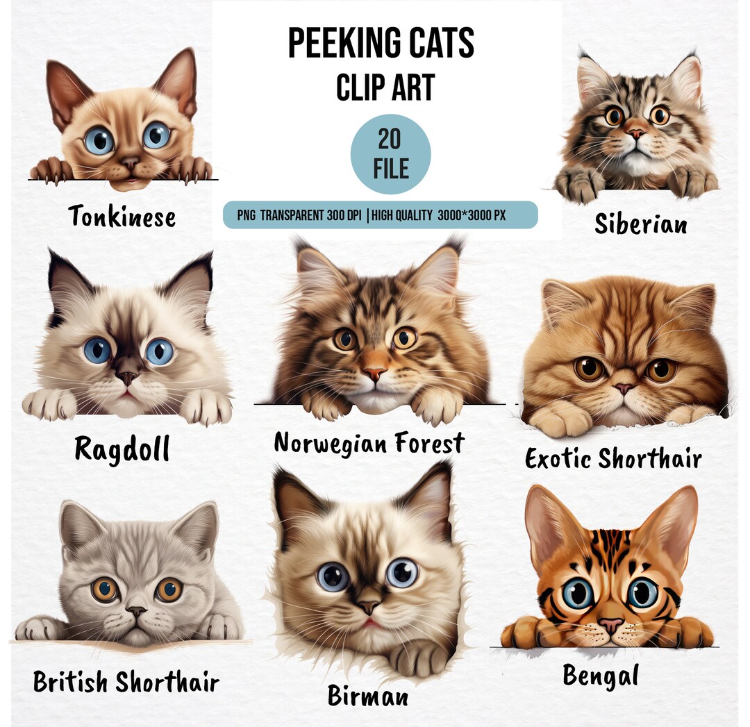 Peeking Cats Clip Art Set 20 PNG Files High-quality 300 DPI Cat ...