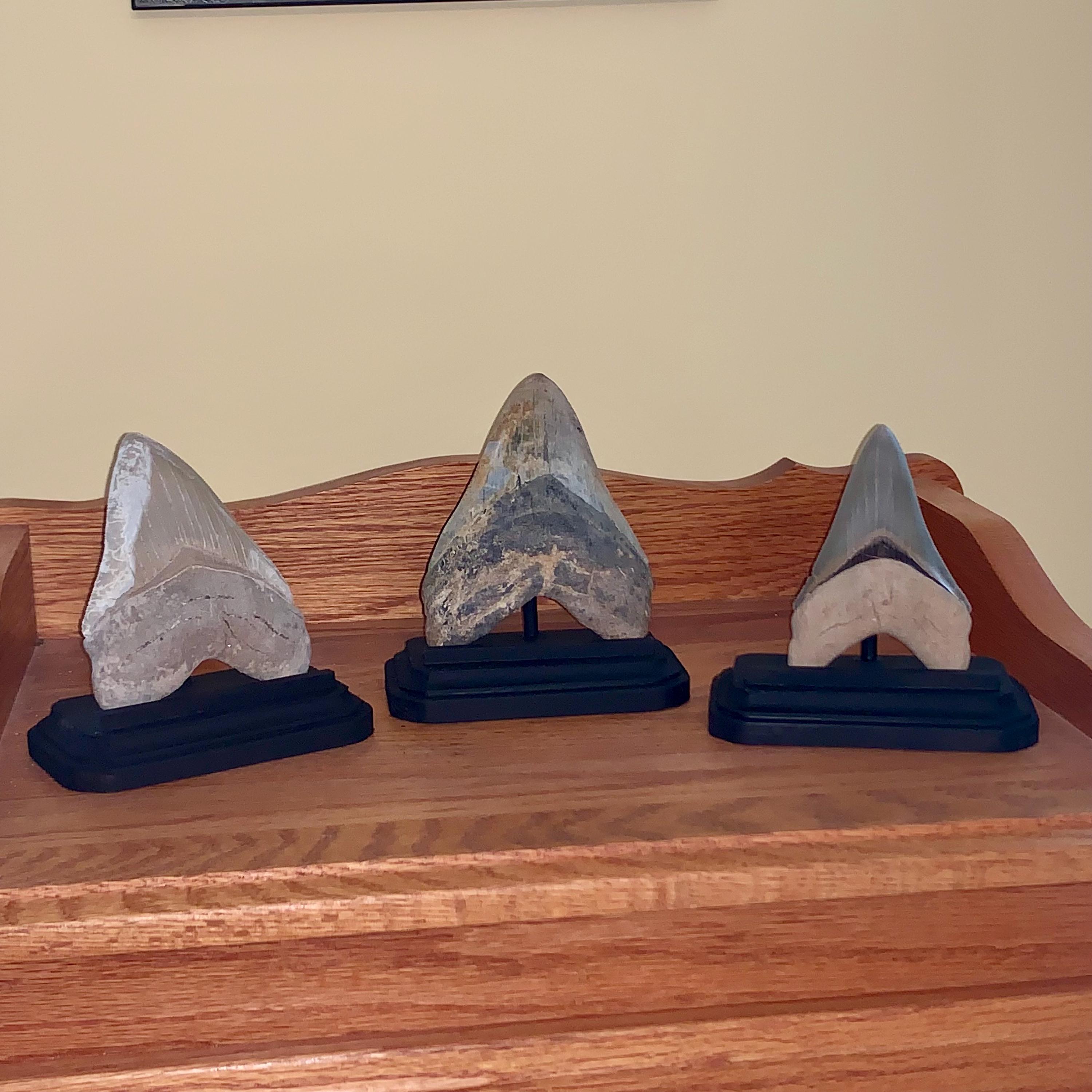 Wooden Megalodon Shark Tooth Display Stand With a Rectangular Base and ...