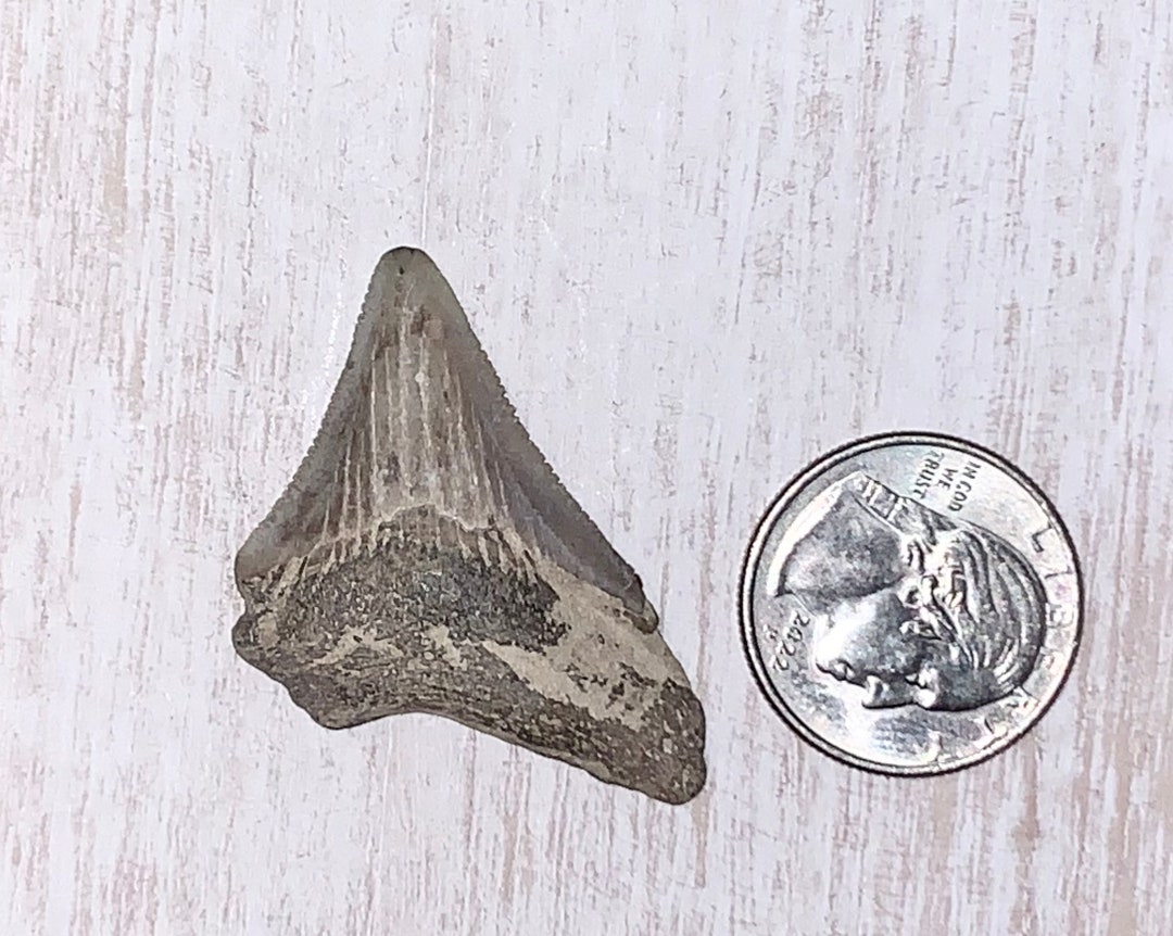 Otodus Megalodon Fossil Shark Tooth - Etsy