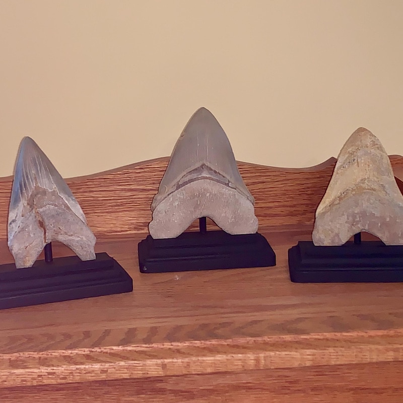 Shark Tooth Display - Etsy