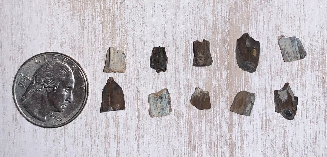 Hadrosaur Dinosaur Tooth From South Dakota. Edmontosaurus, Duck-billed ...