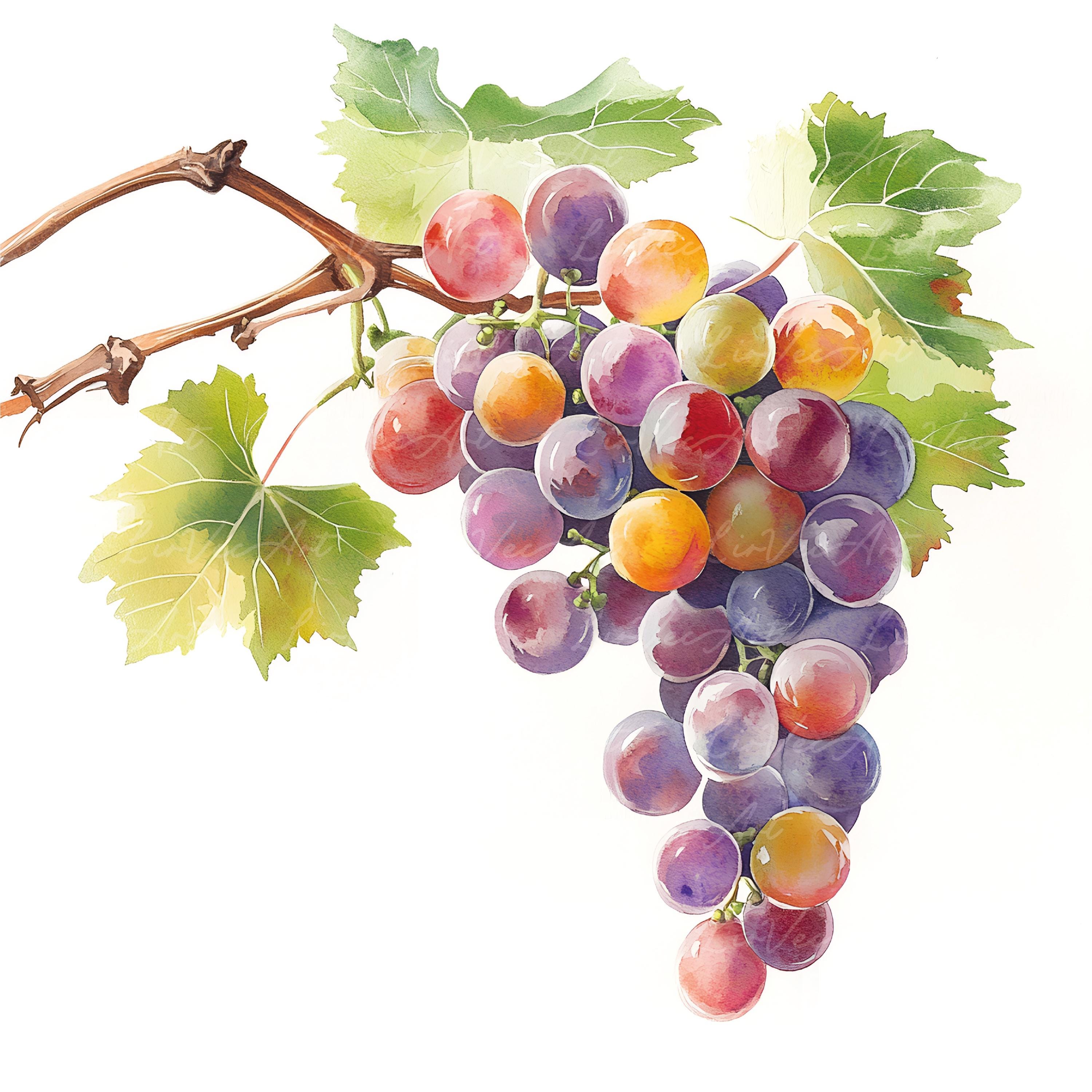 Watercolor Grapevine Clipart Bundle, Vineyard Grapes Illustrations ...