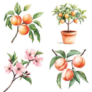 23 Peach Tree Watercolor Clipart – Blooming Tree Branches, Blossoms ...