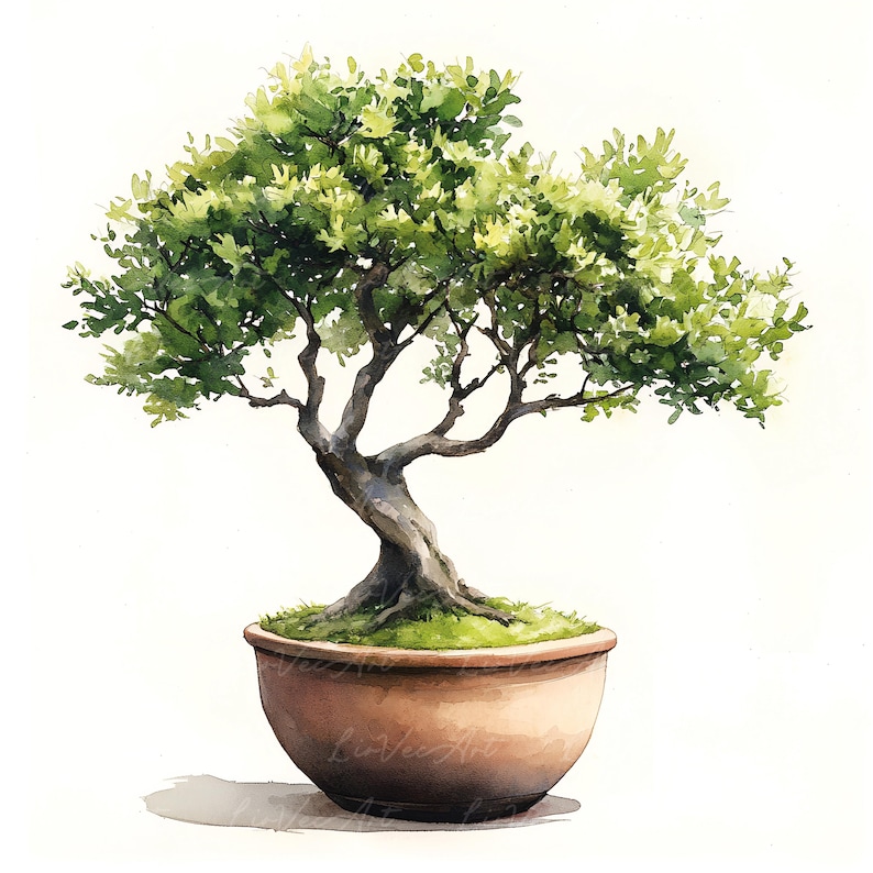 28 Watercolor Potted Trees Clipart – Oak, Pine, Birch, Maple, Sequoia ...