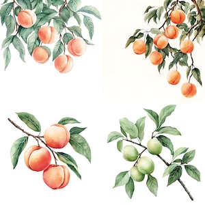 23 Peach Tree Watercolor Clipart – Blooming Tree Branches, Blossoms ...