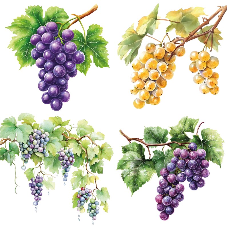 Watercolor Grapevine Clipart Bundle, Vineyard Grapes Illustrations ...