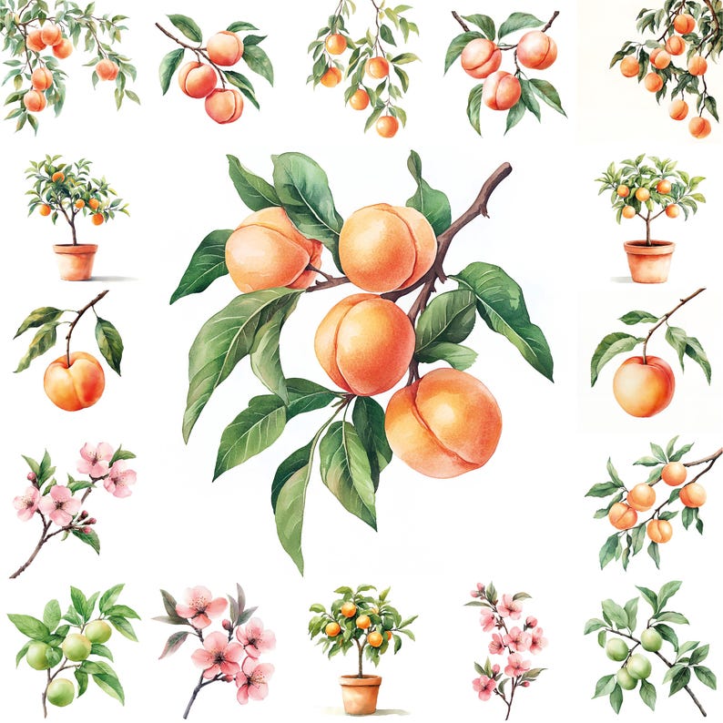 23 Peach Tree Watercolor Clipart – Blooming Tree Branches, Blossoms ...