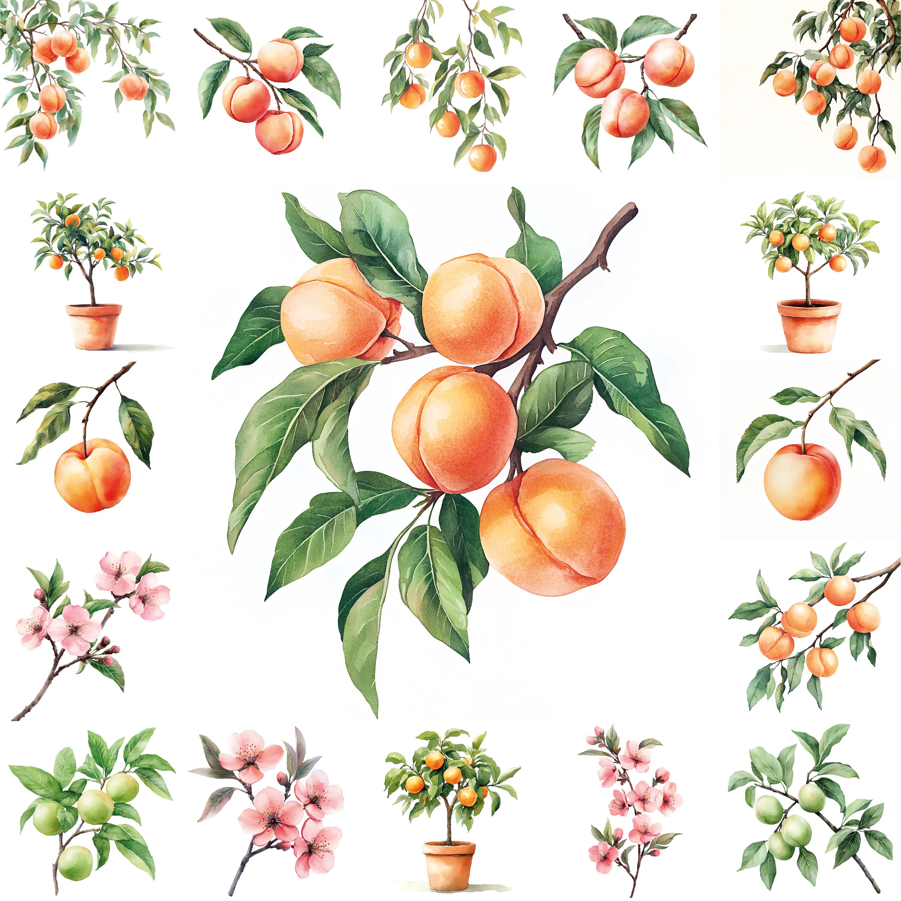 23 Peach Tree Watercolor Clipart – Blooming Tree Branches, Blossoms ...