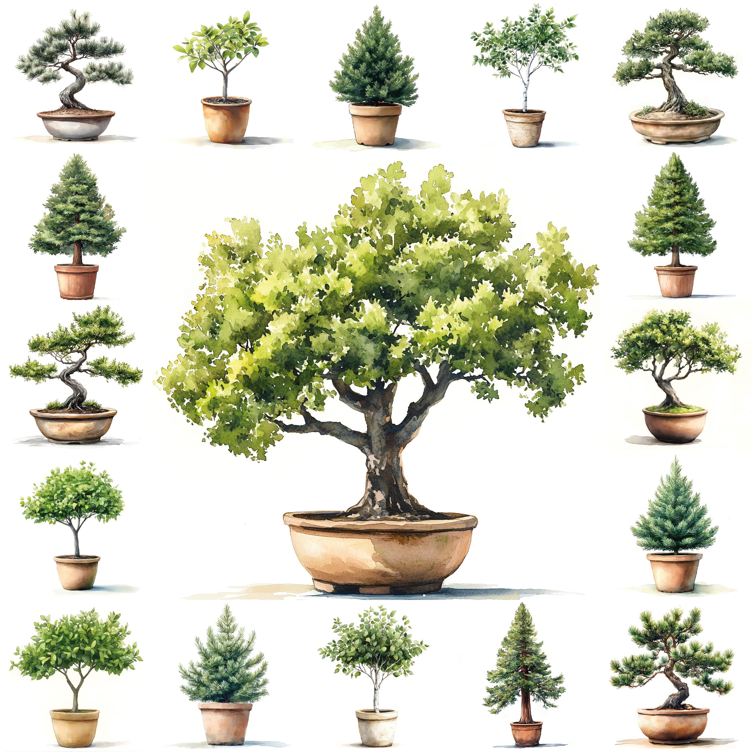 28 Watercolor Potted Trees Clipart – Oak, Pine, Birch, Maple, Sequoia ...