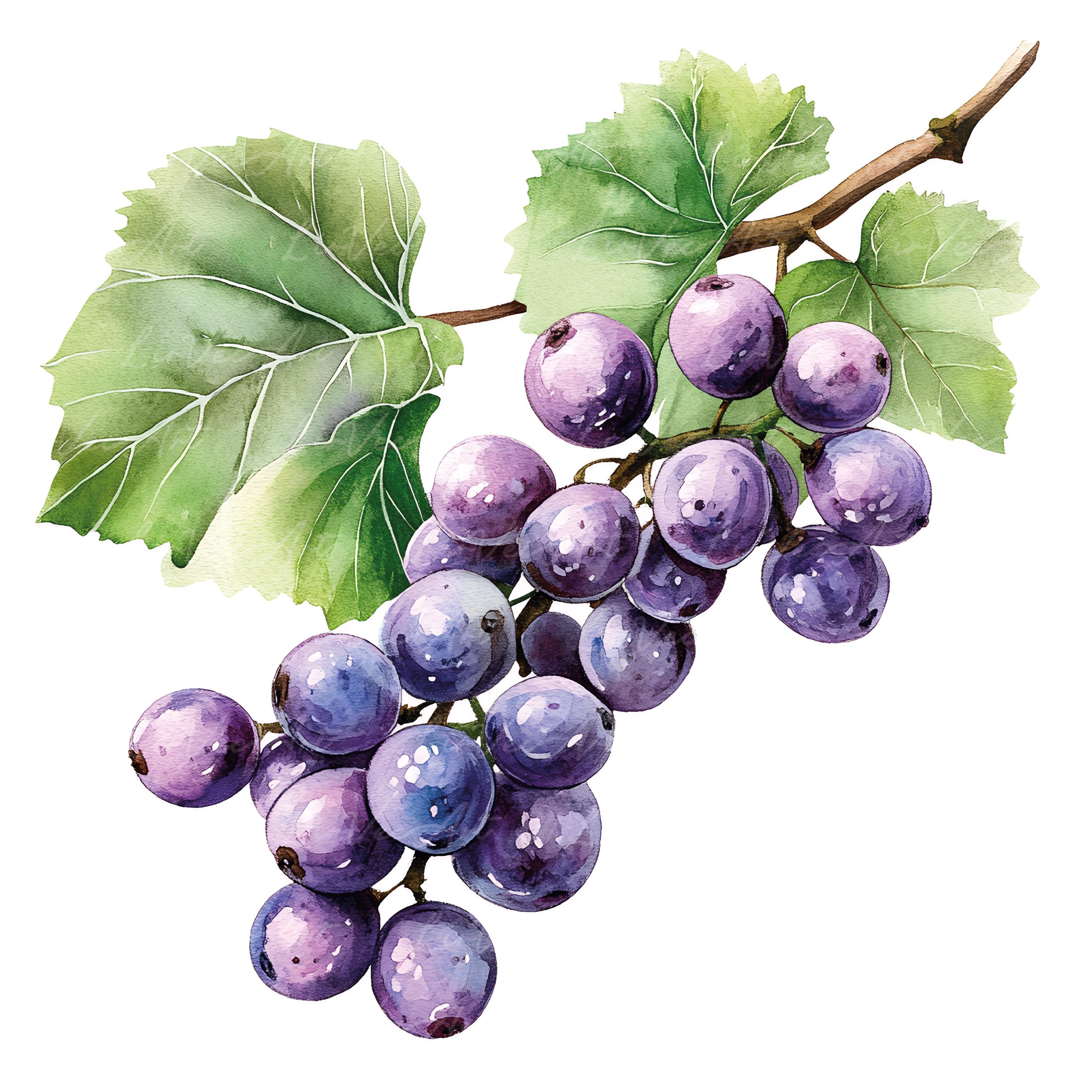 Watercolor Grapevine Clipart Bundle, Vineyard Grapes Illustrations ...