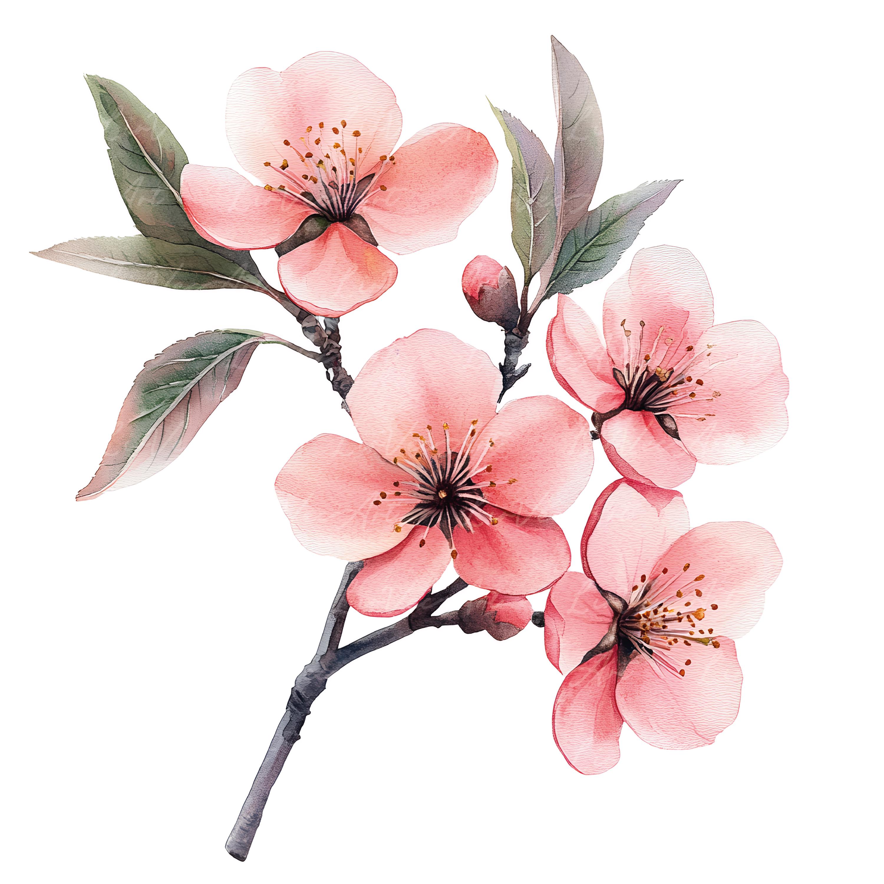 23 Peach Tree Watercolor Clipart – Blooming Tree Branches, Blossoms ...