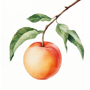 23 Peach Tree Watercolor Clipart – Blooming Tree Branches, Blossoms ...