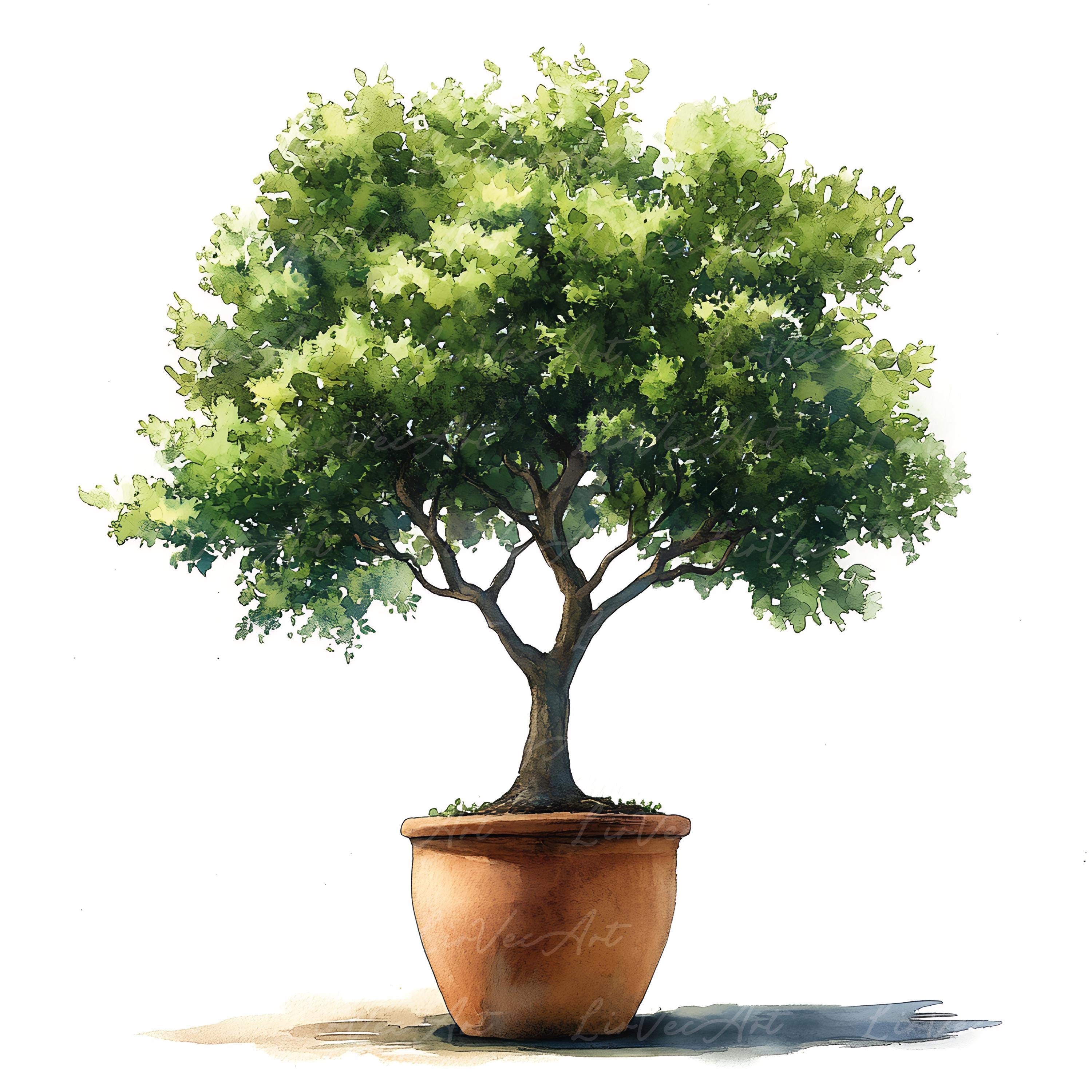 28 Watercolor Potted Trees Clipart – Oak, Pine, Birch, Maple, Sequoia ...