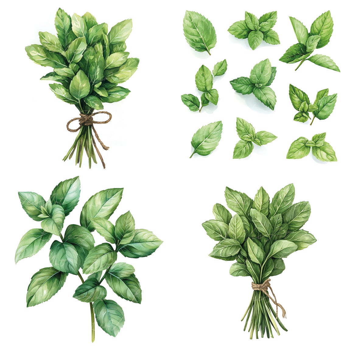 Watercolor Mint Clipart – 25 Botanical Illustrations of Peppermint ...