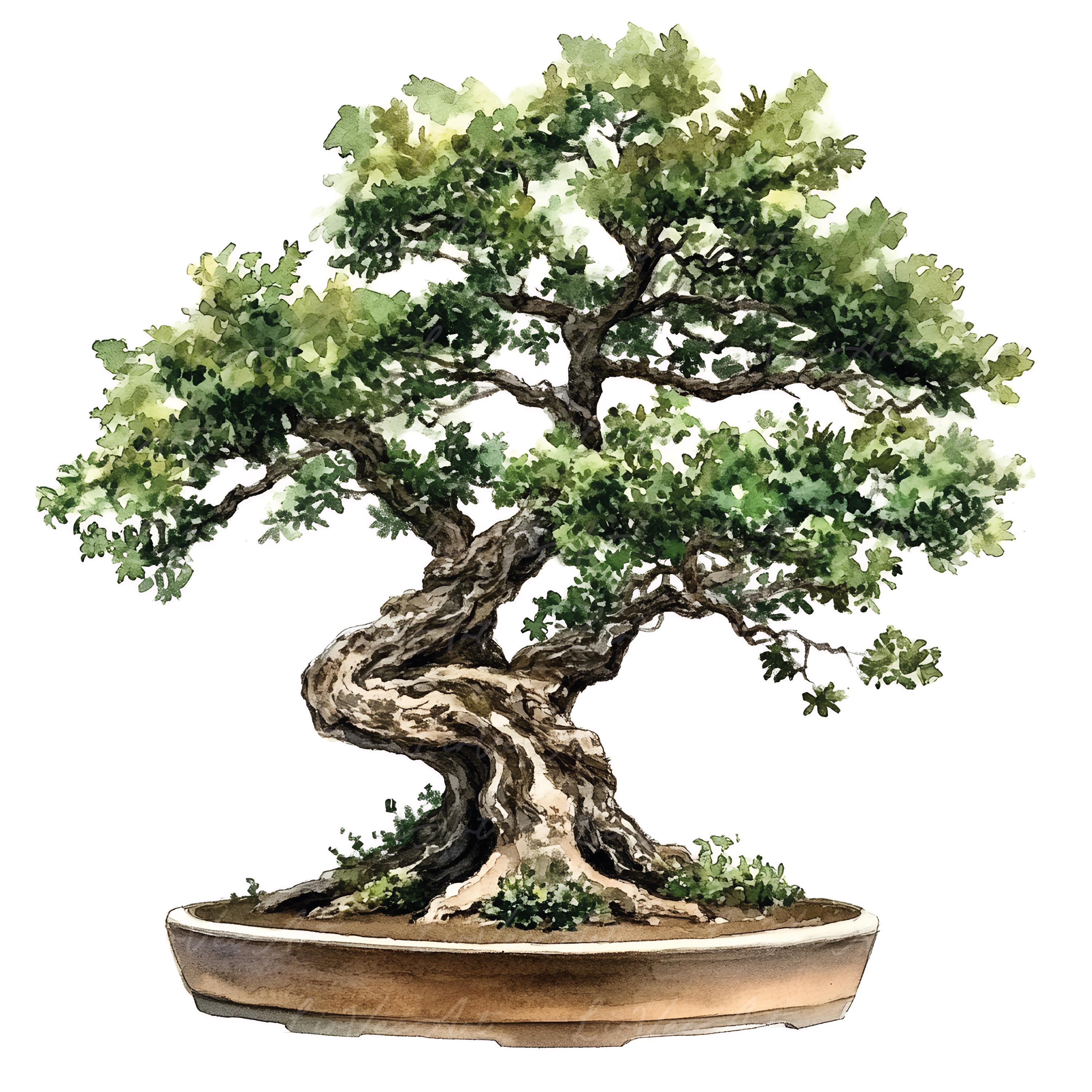 Watercolor Bonsai Tree Clipart – 28 Fantasy Botanical Illustrations ...