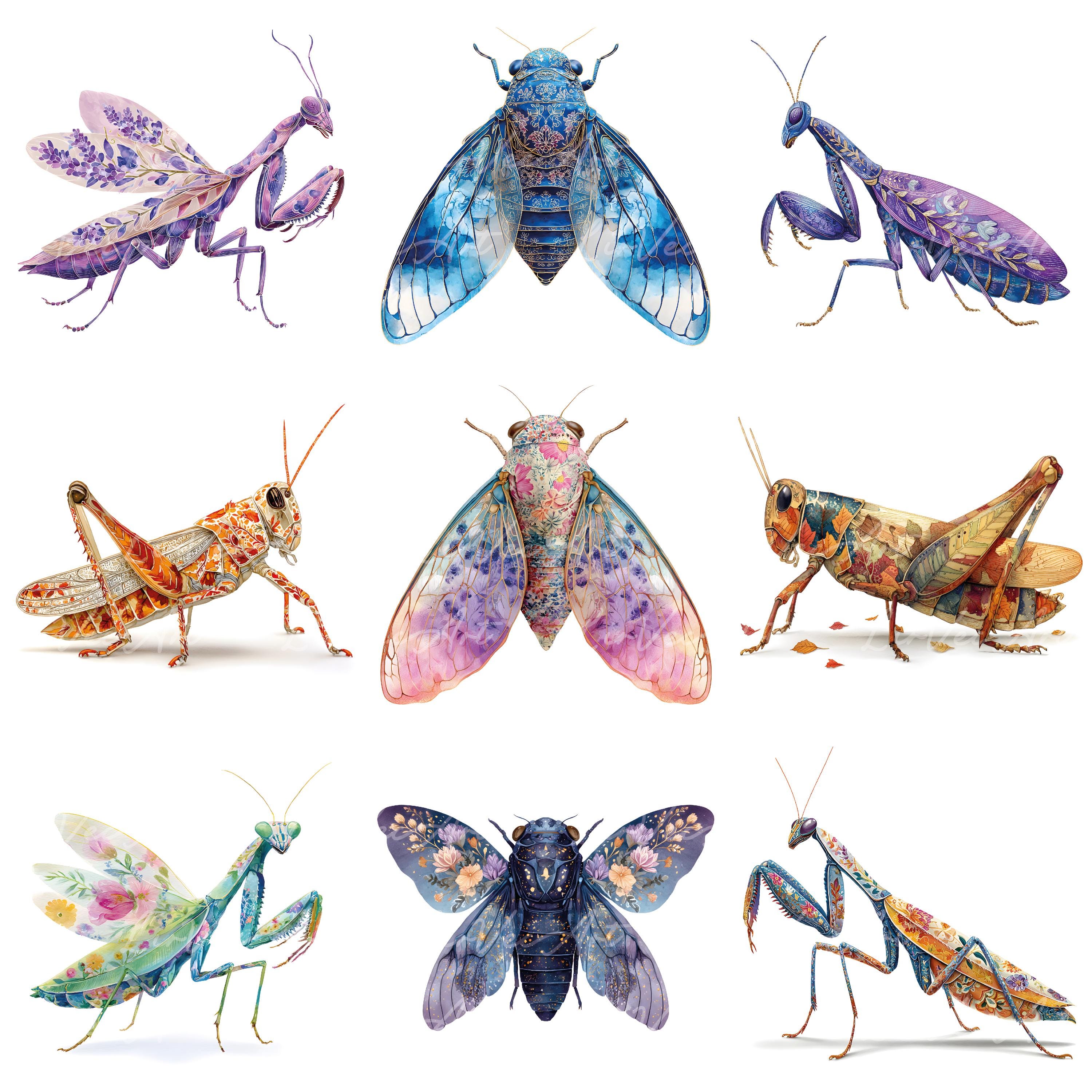 Mystical Insect Clipart – 45 Floral Patterned Bugs, Cicadas, Spiders ...