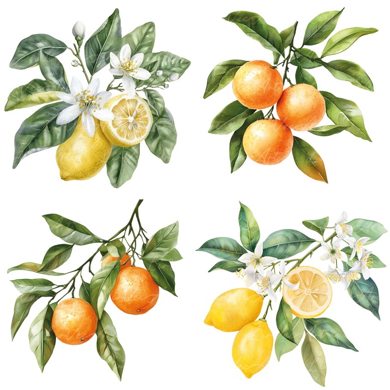 Watercolor Citrus Branch Clipart, 21 Lemon, Lime, Orange, Mandarin ...