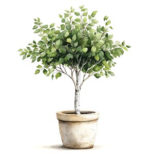 28 Watercolor Potted Trees Clipart – Oak, Pine, Birch, Maple, Sequoia ...