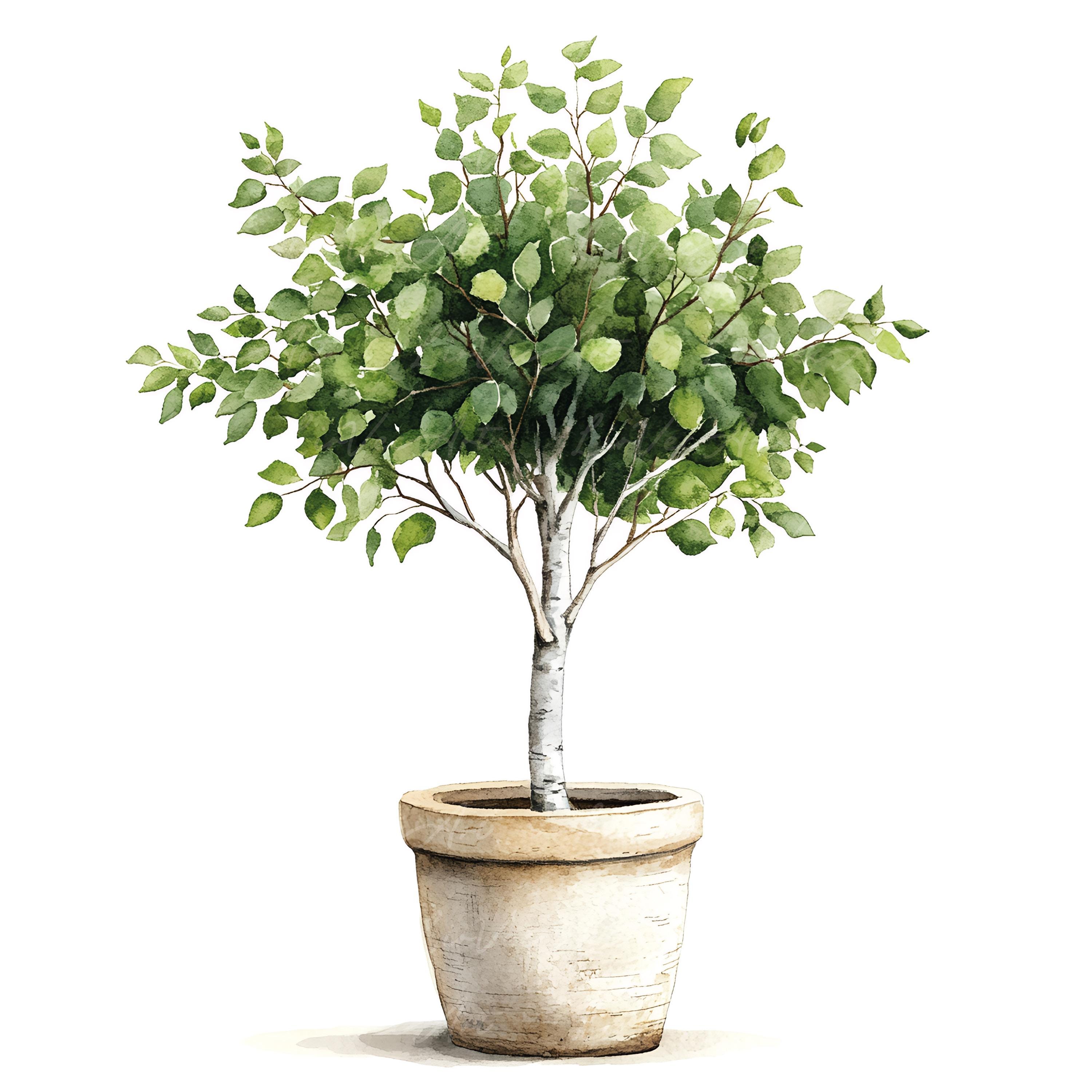 28 Watercolor Potted Trees Clipart – Oak, Pine, Birch, Maple, Sequoia ...