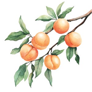 23 Peach Tree Watercolor Clipart – Blooming Tree Branches, Blossoms ...