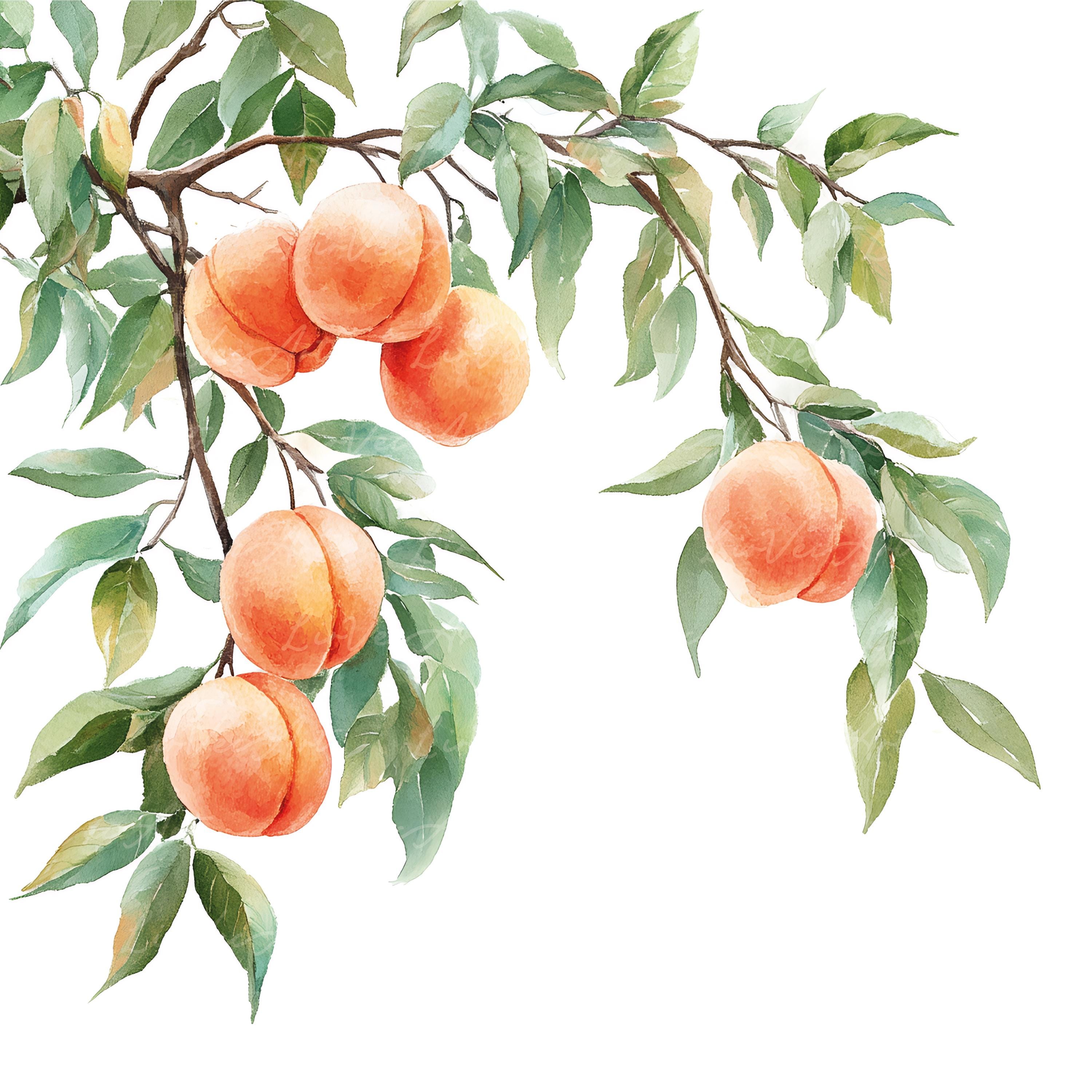 23 Peach Tree Watercolor Clipart – Blooming Tree Branches, Blossoms ...