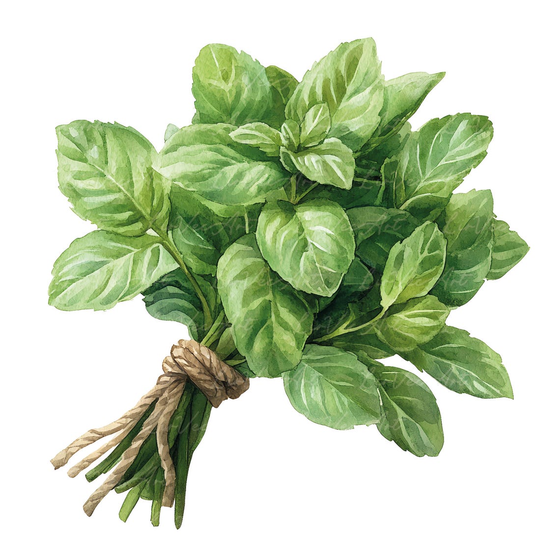 Watercolor Mint Clipart – 25 Botanical Illustrations of Peppermint ...