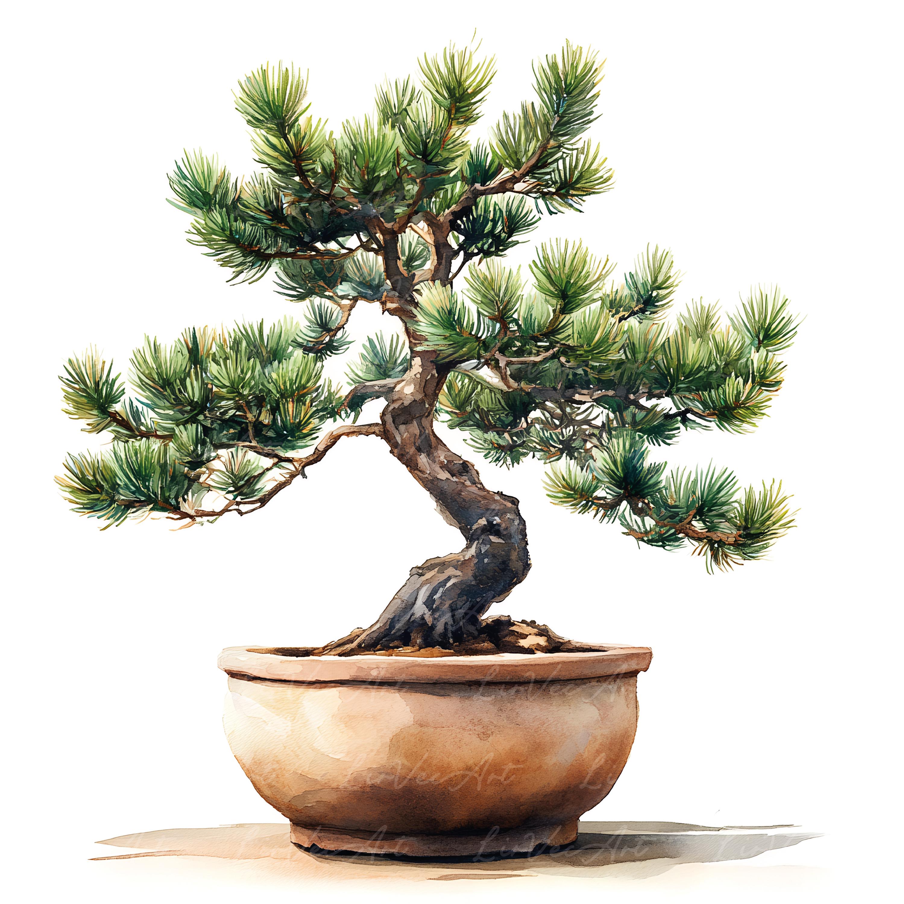 28 Watercolor Potted Trees Clipart – Oak, Pine, Birch, Maple, Sequoia ...