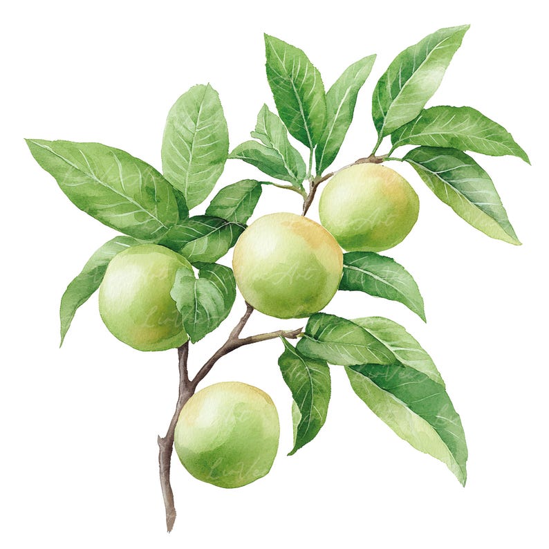 23 Peach Tree Watercolor Clipart – Blooming Tree Branches, Blossoms ...