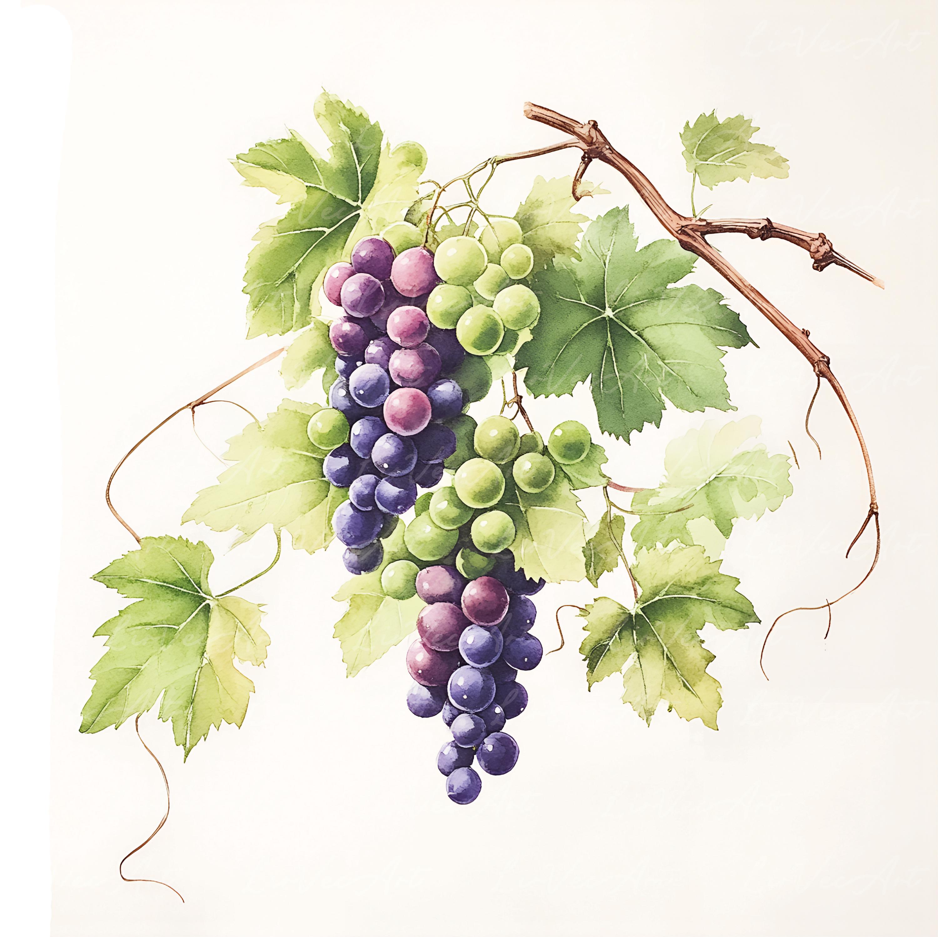 Watercolor Grapevine Clipart Bundle, Vineyard Grapes Illustrations ...