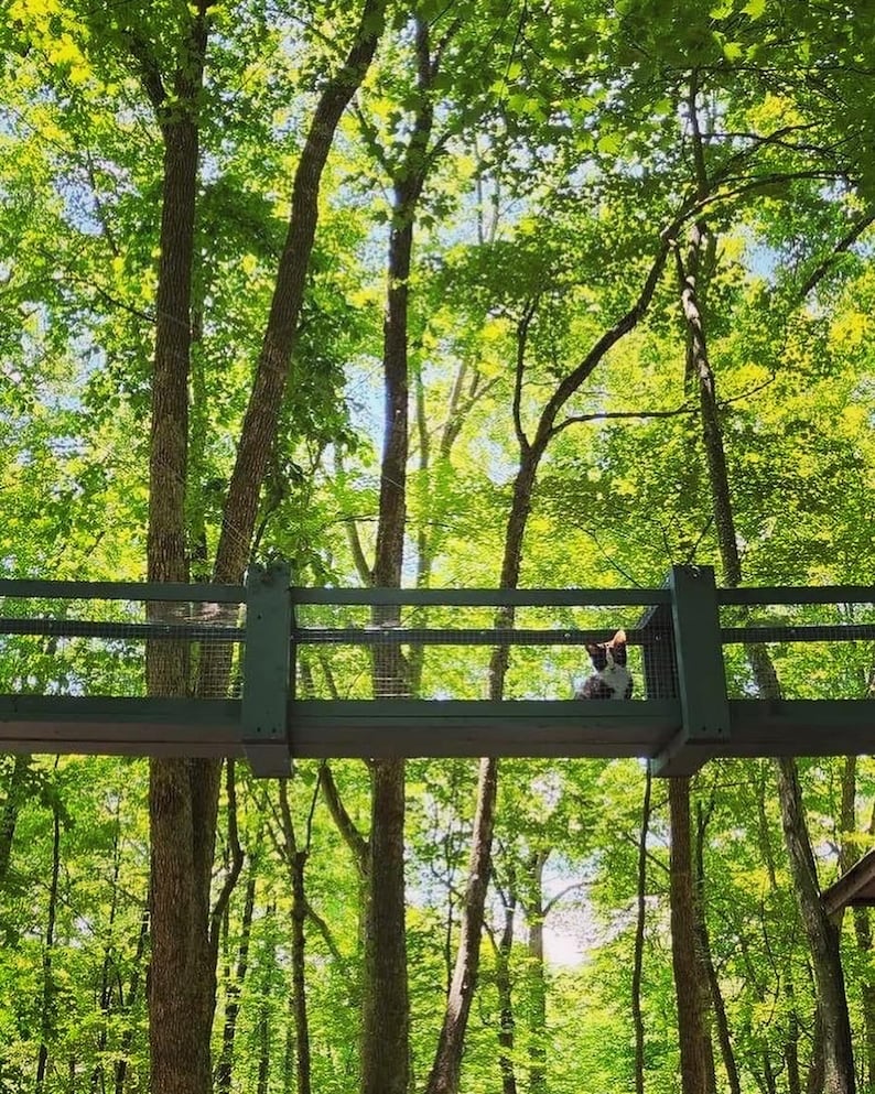 Catio With Catwalk and "treehouse", Detailed Plans Outdoor Cat House ...