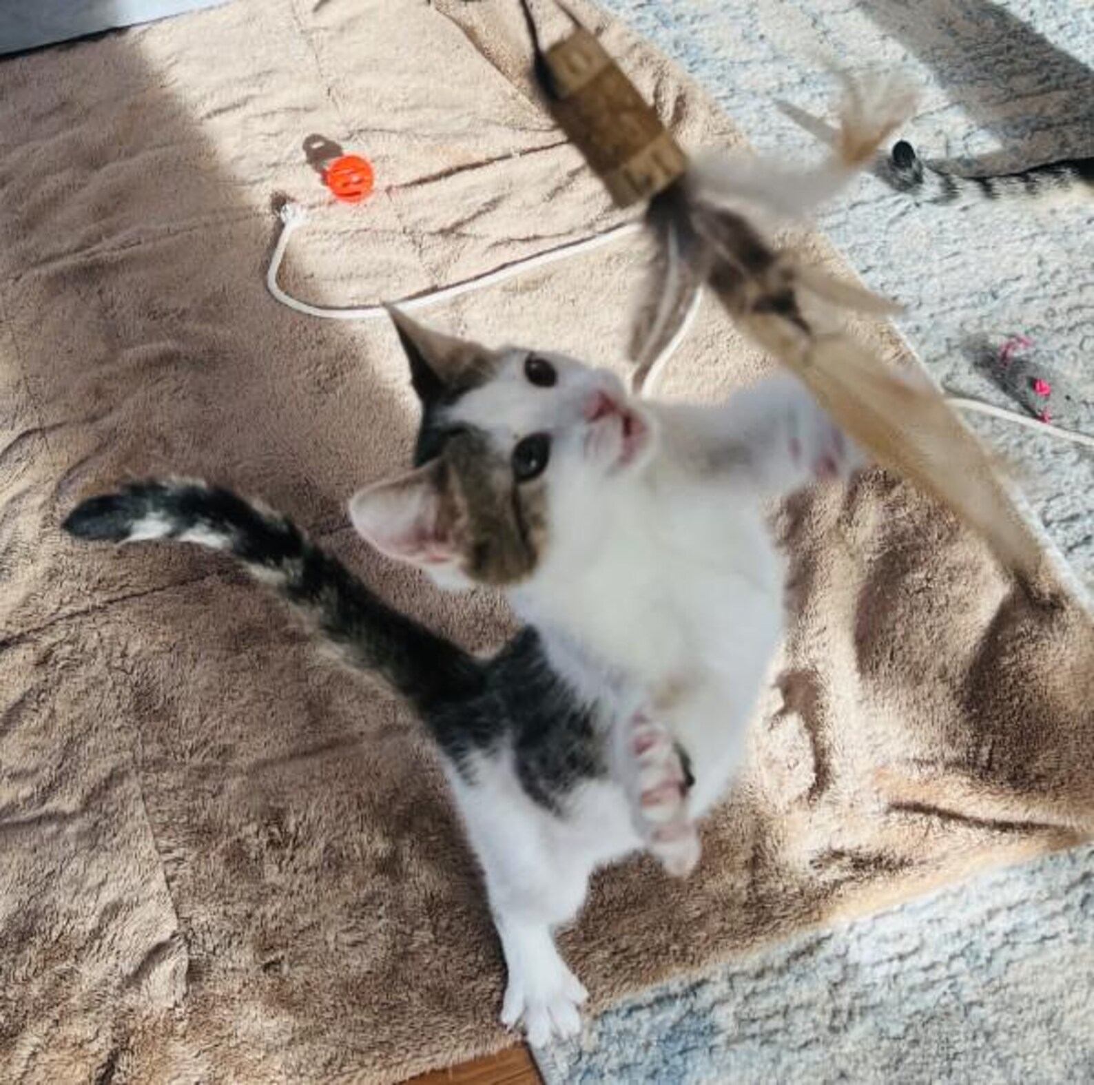 Cat Teaser, Eco-friendly Cat Toy, Feathered Cat Toy, Cat Wand Toys, Cat ...