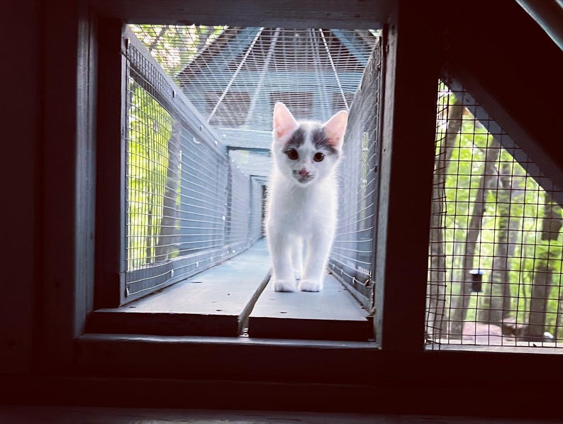 Catio With Catwalk and "treehouse", Detailed Plans Outdoor Cat House ...