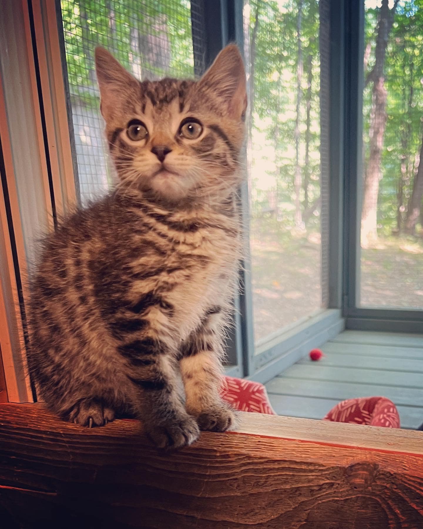 DIY Catio, Detailed Construction Plans, Outdoor Cat Enclosure ...