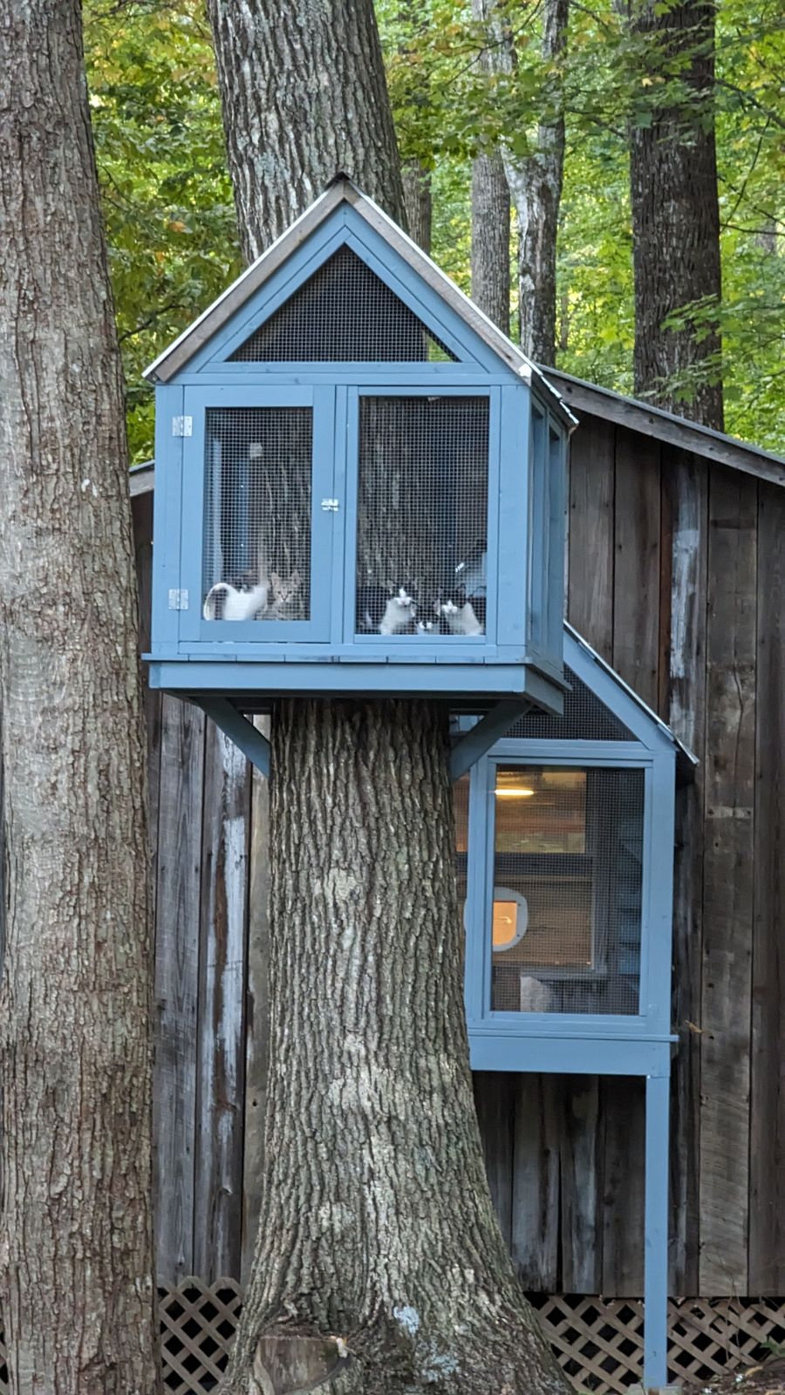 Catio With Catwalk and "treehouse", Detailed Plans Outdoor Cat House ...
