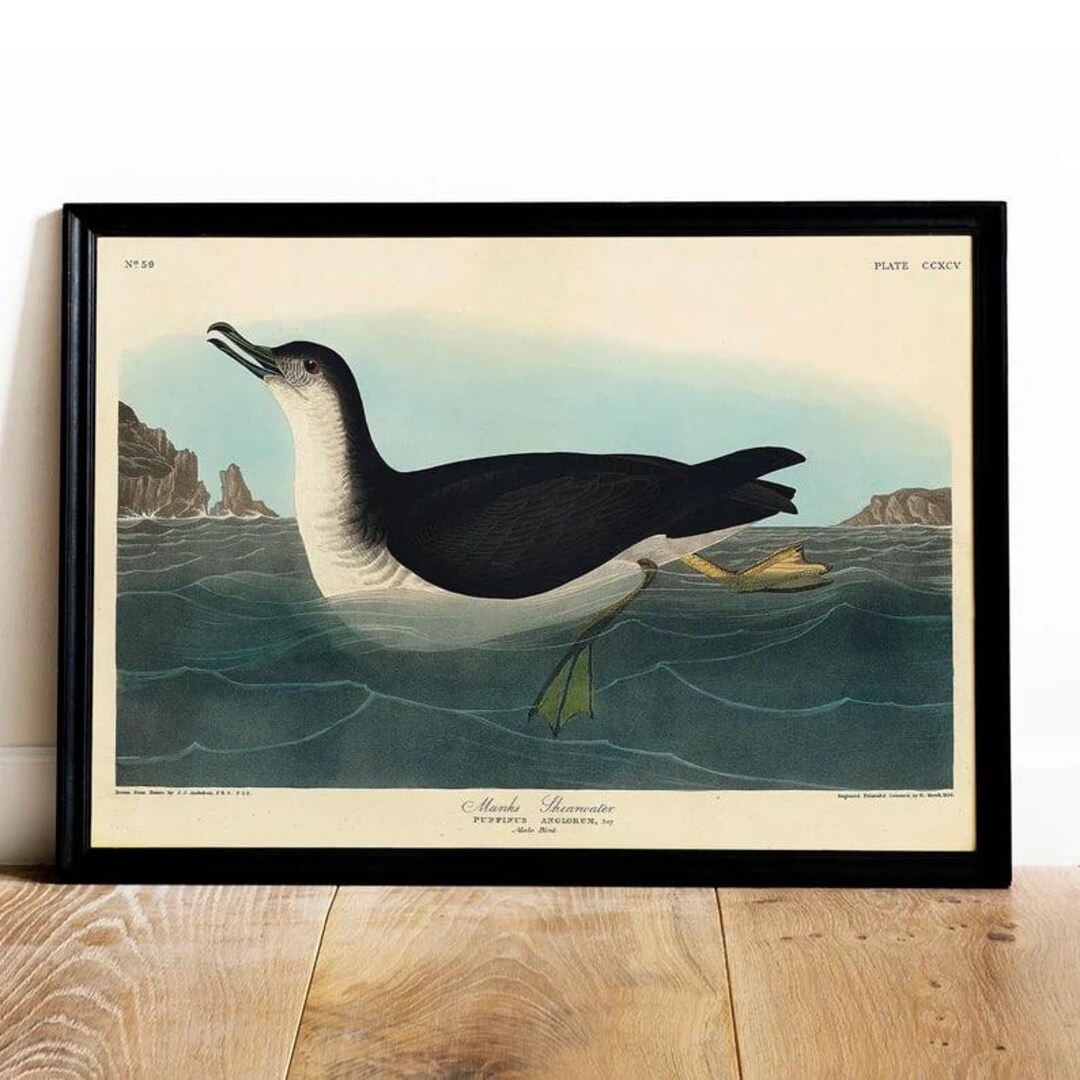 Vintage Seabird Illustration, Antique Ornithology Print, Coastal Wall ...
