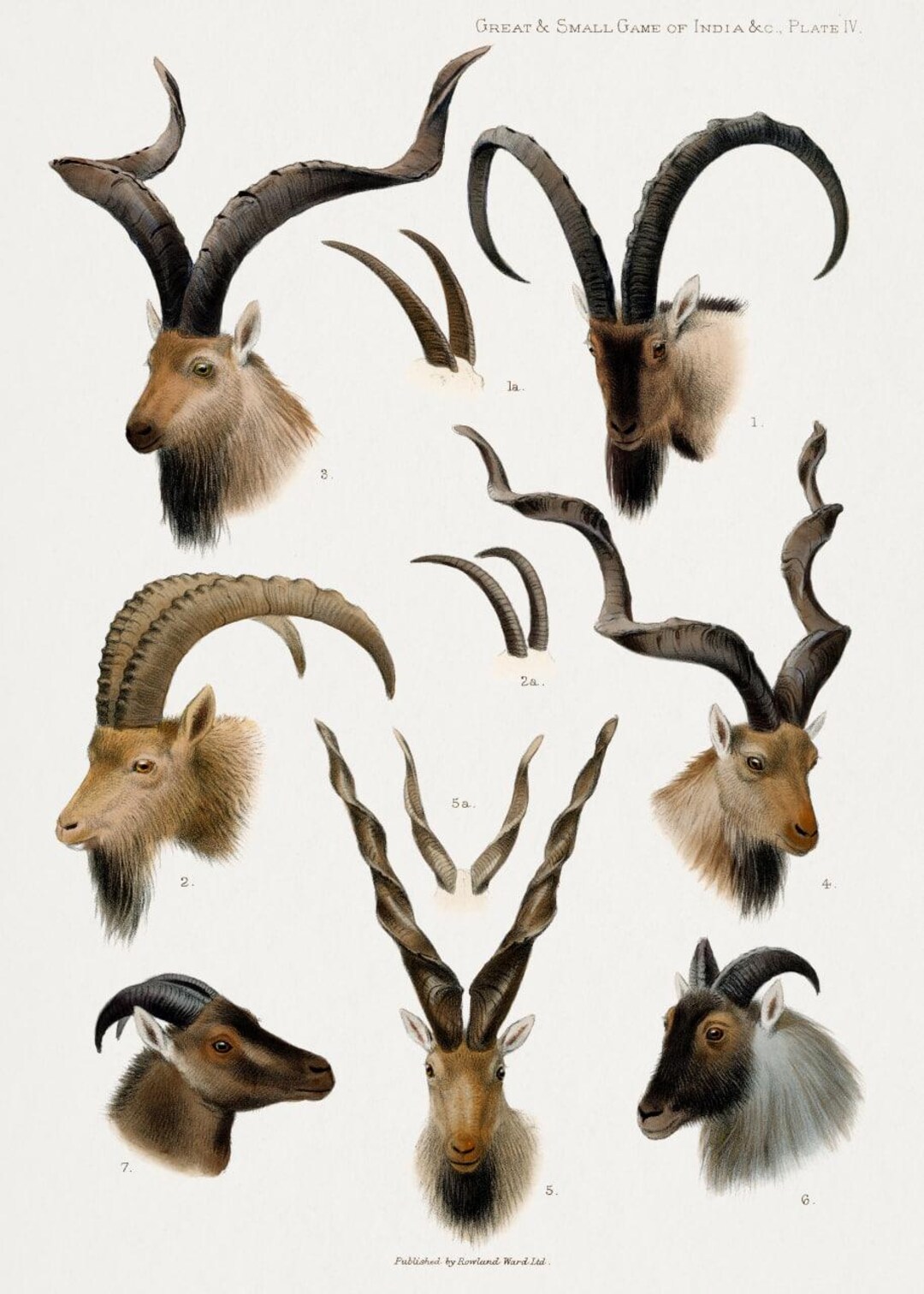 Wild Goats & Antelopes Art Print - Vintage Natural History Illustration ...