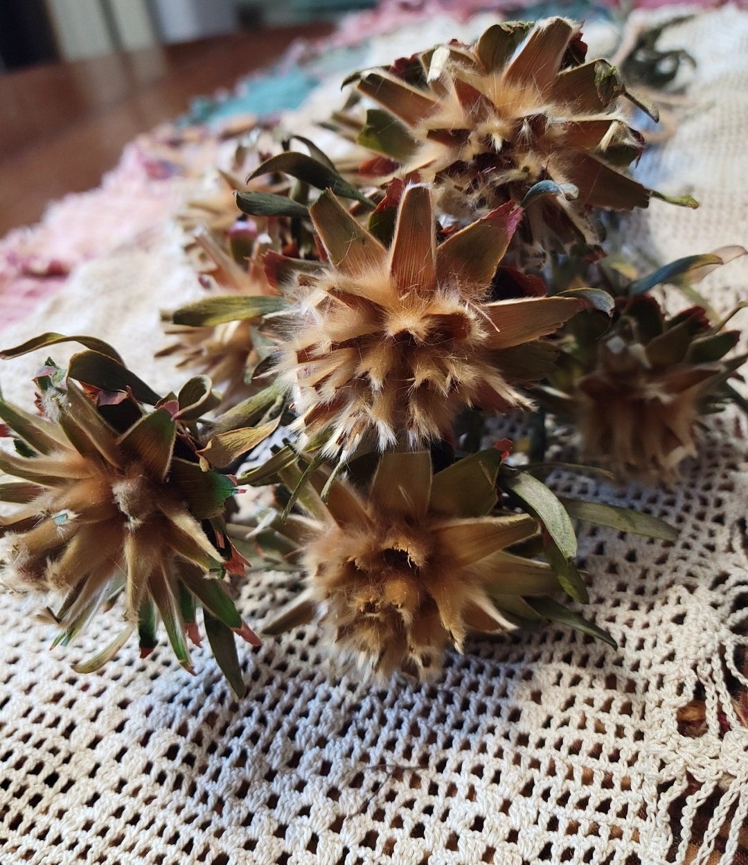 Plumosum Female Green Dried Flora for Elevating the Ambiance in Any ...