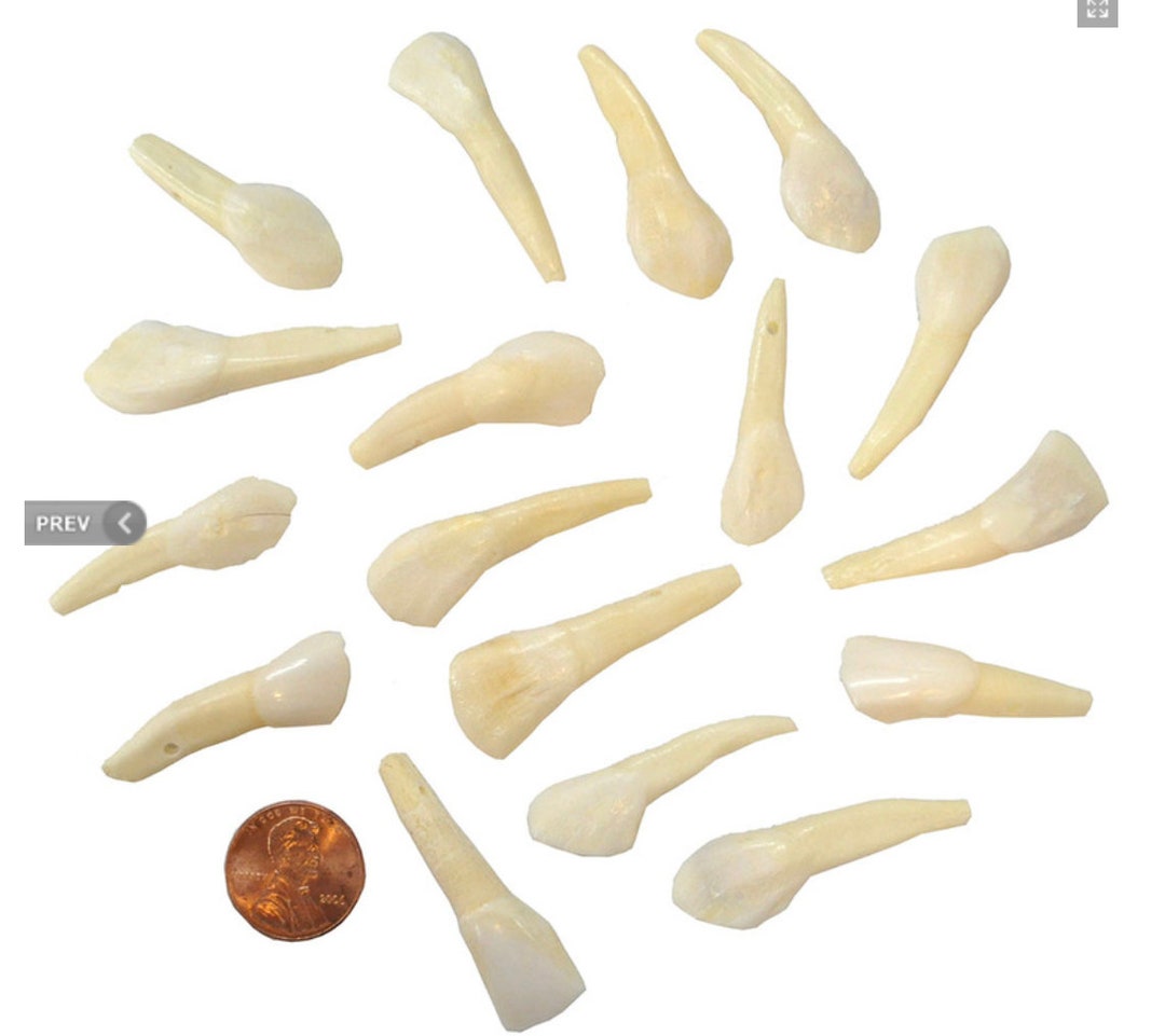 Buffalo Teeth Pack of 20 - Etsy