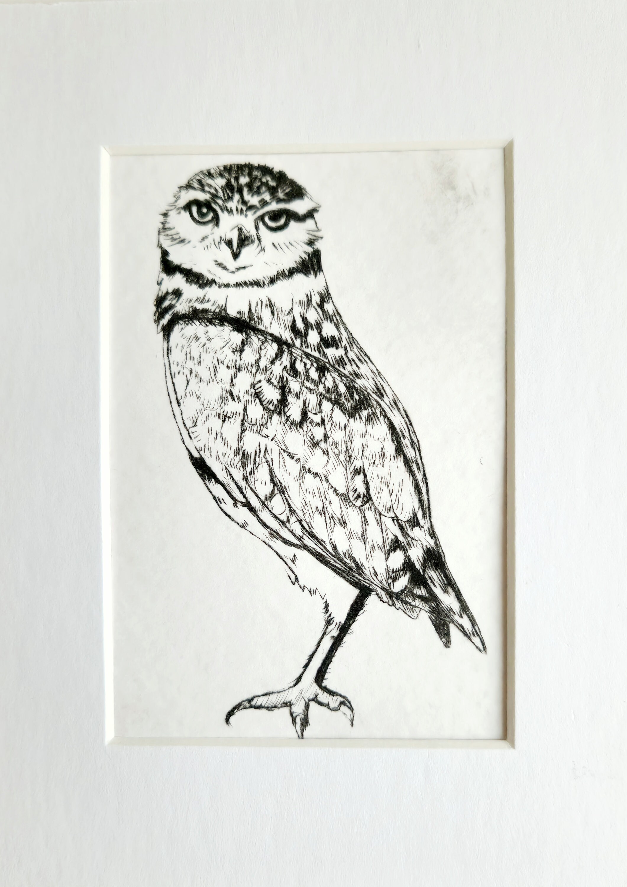 Burrowing Owl Drypoint Etching Print - Etsy