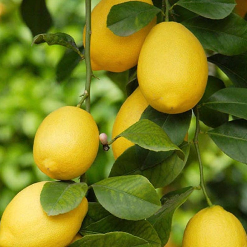 Lemon Seed Oil, Organic, Cold Pressed, Unrefined, Natural - Etsy