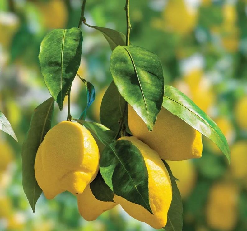 Lemon Seed Oil, Organic, Cold Pressed, Unrefined, Natural - Etsy