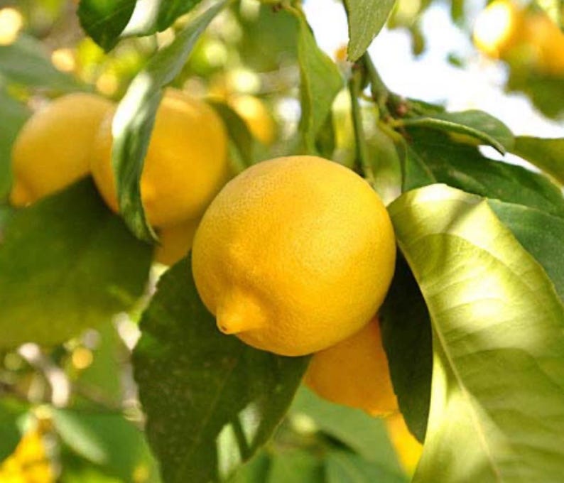 Lemon Seed Oil, Organic, Cold Pressed, Unrefined, Natural - Etsy