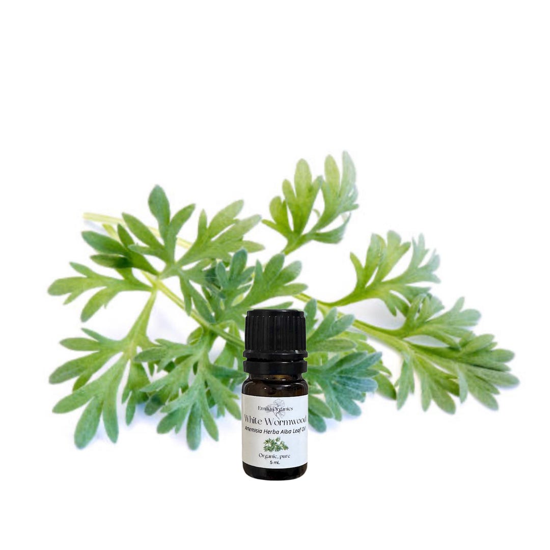 White Wormwood Essential Oil, Armoise, Organic, Pure, Natural - Etsy