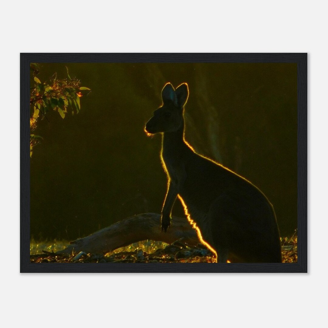 Sunset Art | Wildlife Photography | Kangaroo Wall Art | Cute Animal Art ...